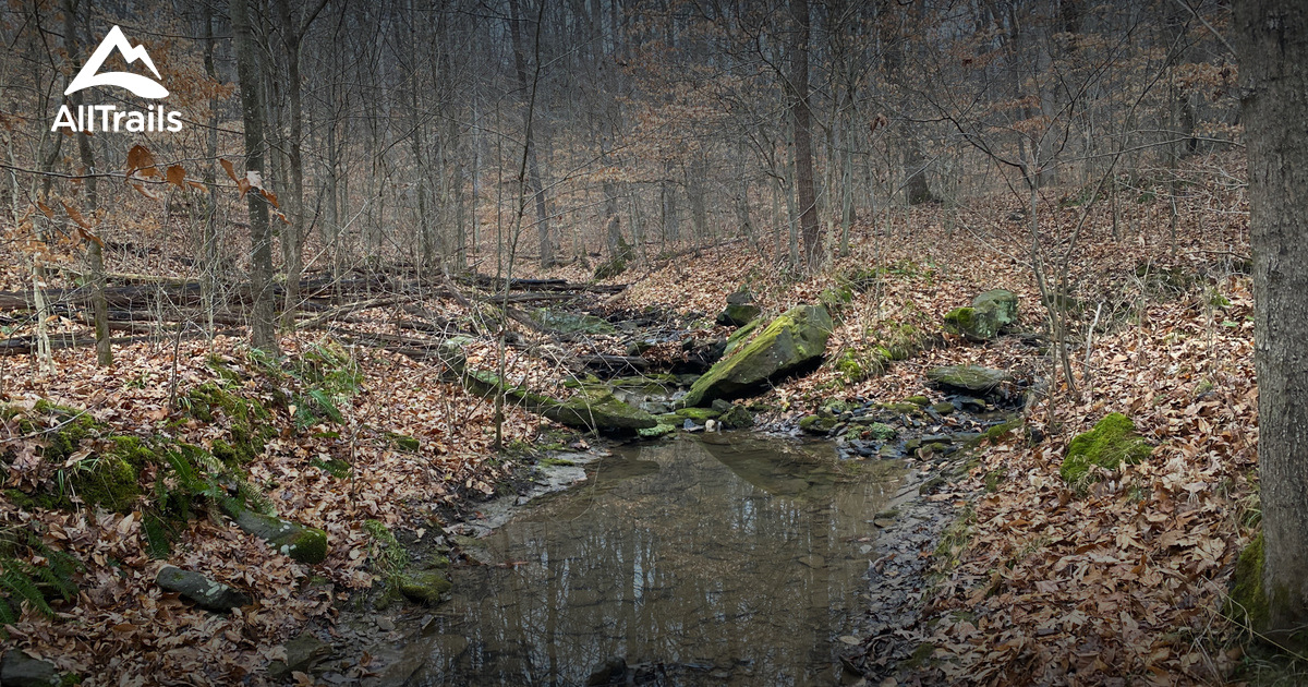 Best forest trails in Gorham | AllTrails