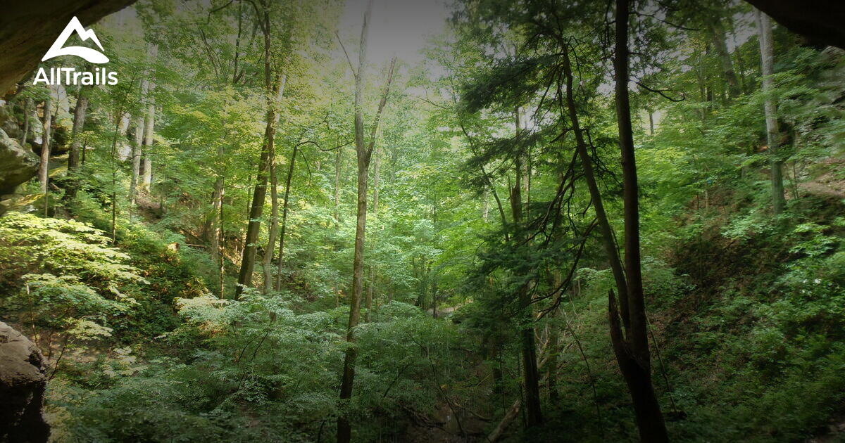 Best forest trails in English | AllTrails