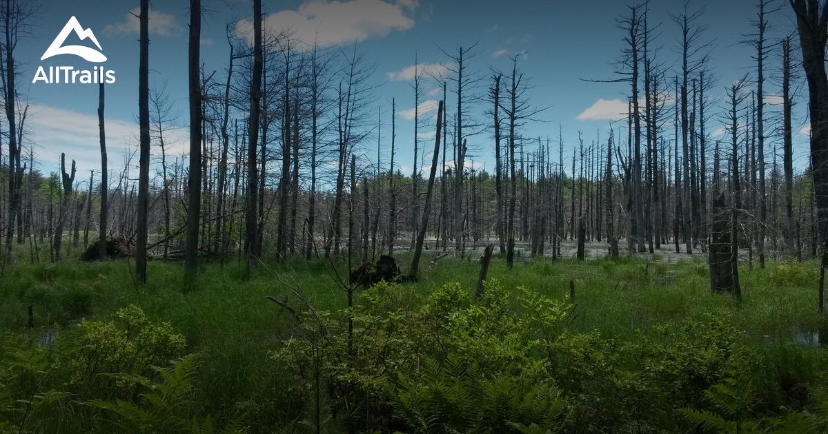 Best forest trails in Gray | AllTrails