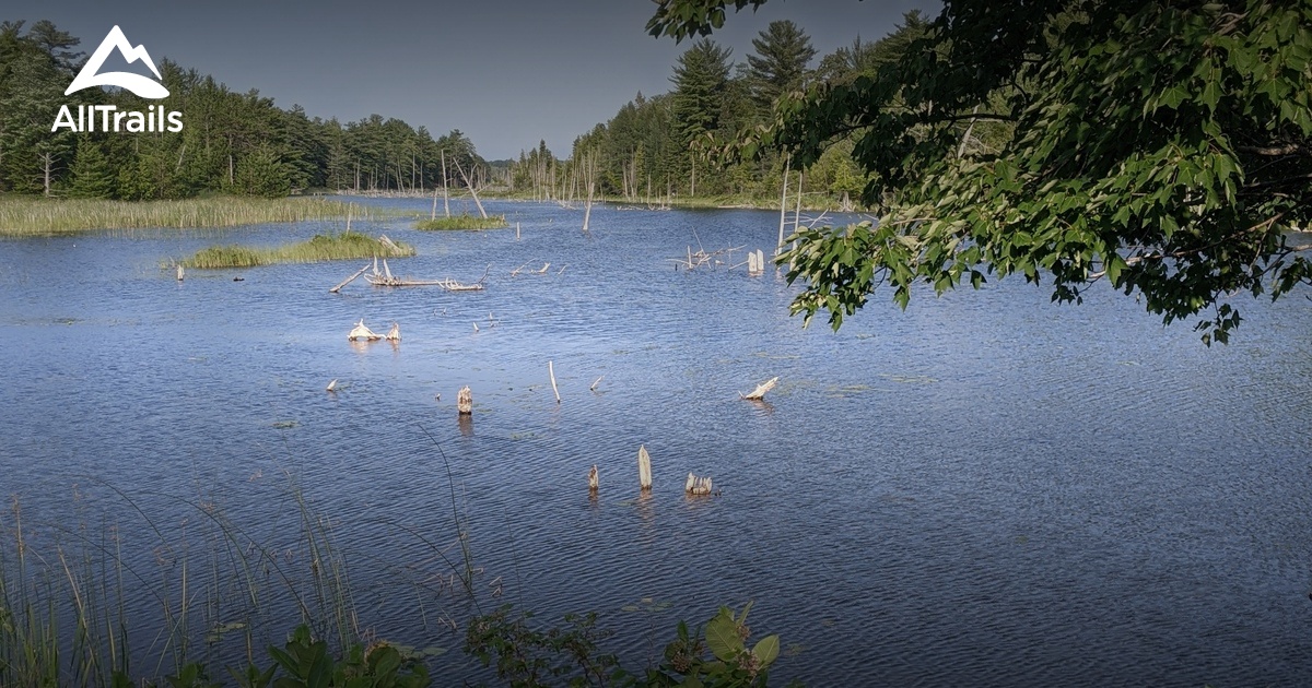 Best forest trails in Levering | AllTrails