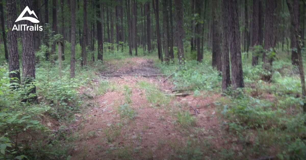 Best forest trails in Forest | AllTrails
