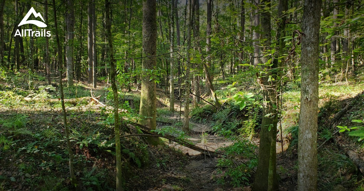 Best hikes and trails in Morton | AllTrails