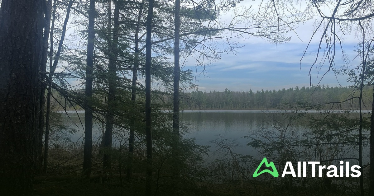 Best forest trails in Marlborough | AllTrails