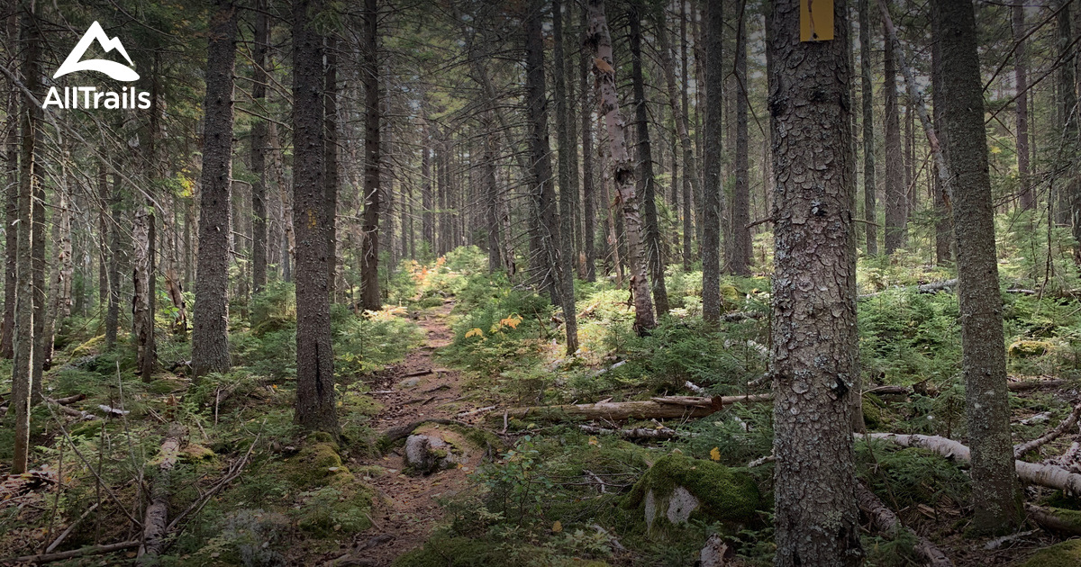 Best forest trails in Stark | AllTrails