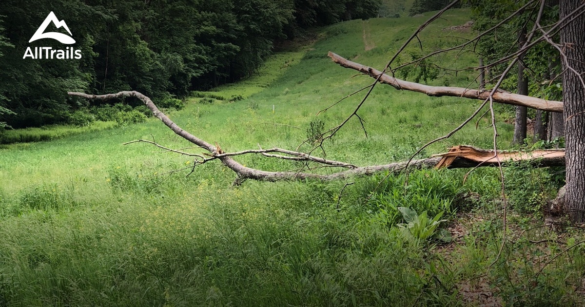 Best forest trails in Lake Mohegan | AllTrails