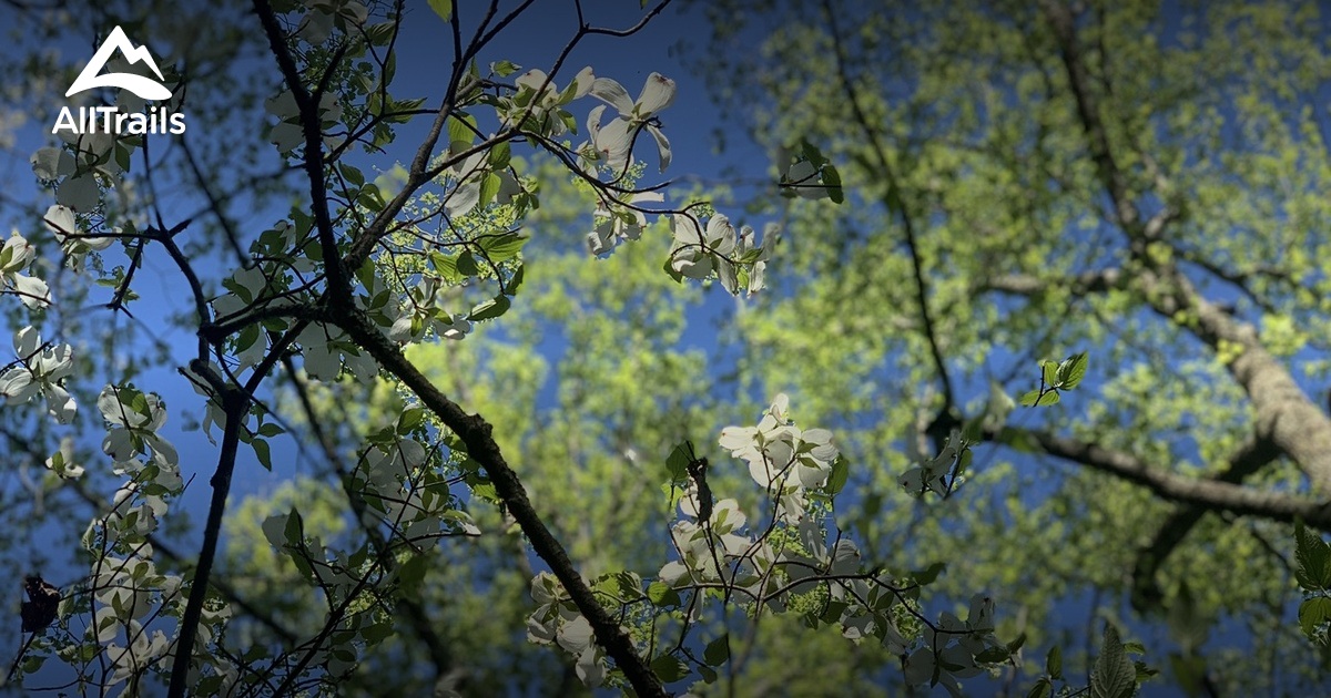 Best hikes and trails in Enka | AllTrails