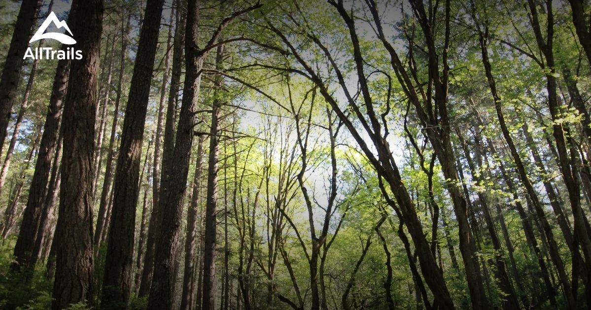 Best walking trails in Williams | AllTrails