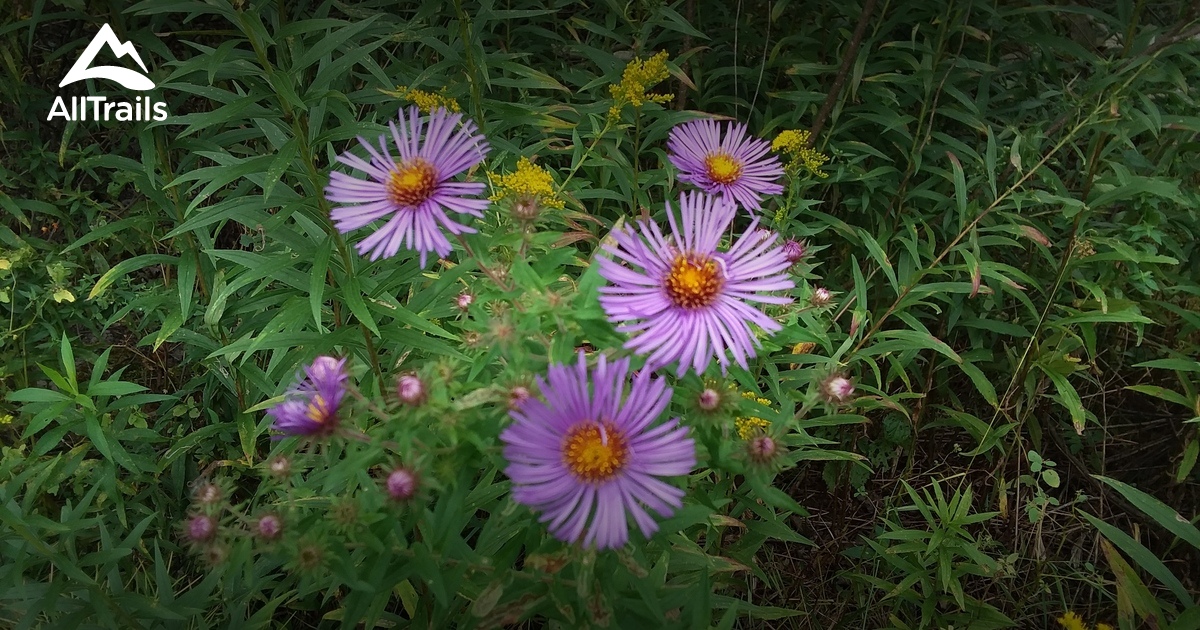 Melhores trilhos para passeio a pé em St. Marys | AllTrails