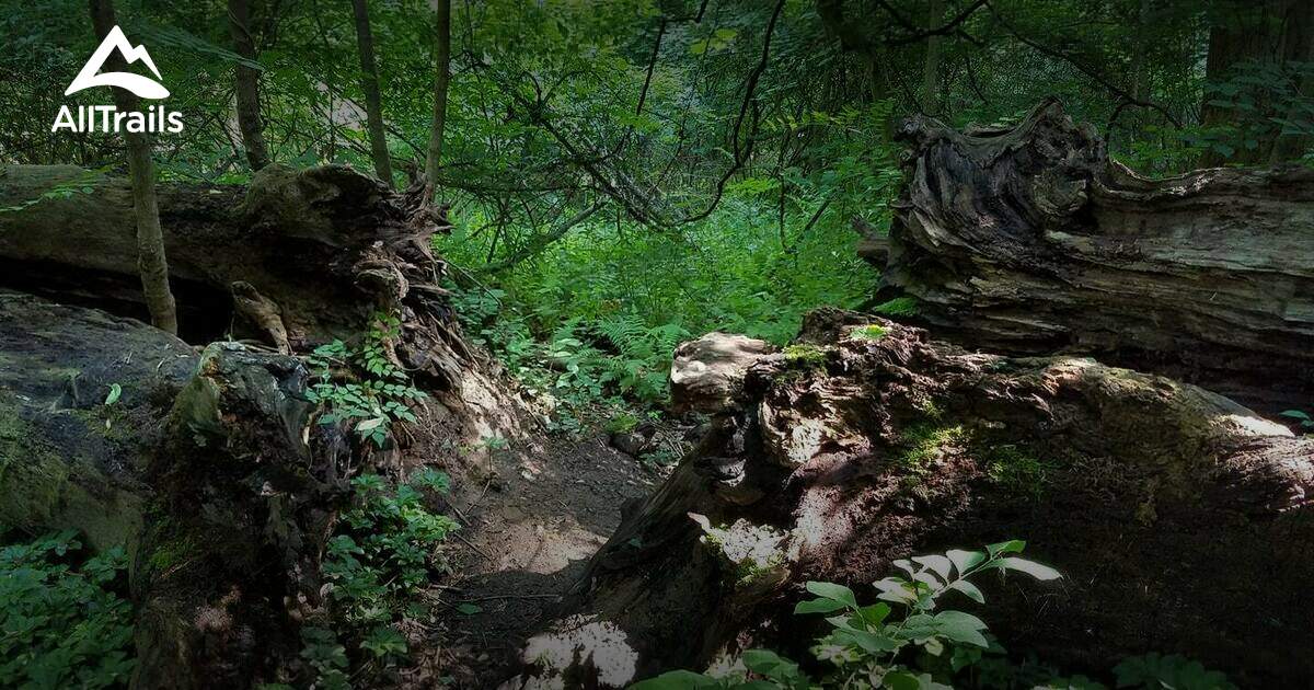 Best hikes and trails in Springfield Township | AllTrails