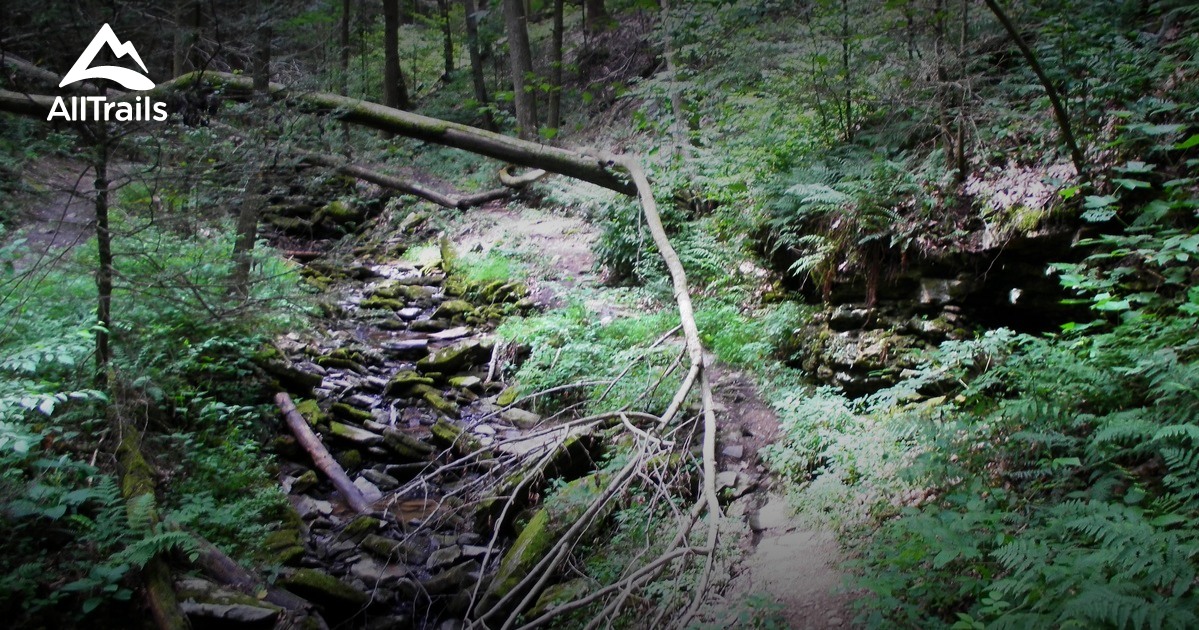 Best forest trails in Todd | AllTrails