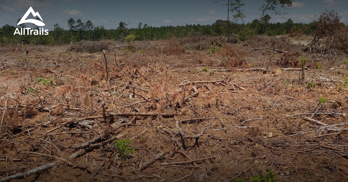 Best hikes and trails in Pinewood | AllTrails