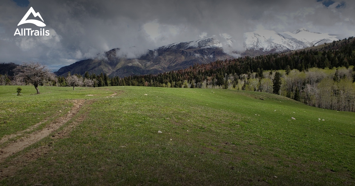 Best Forest Trails in Elk Ridge | AllTrails