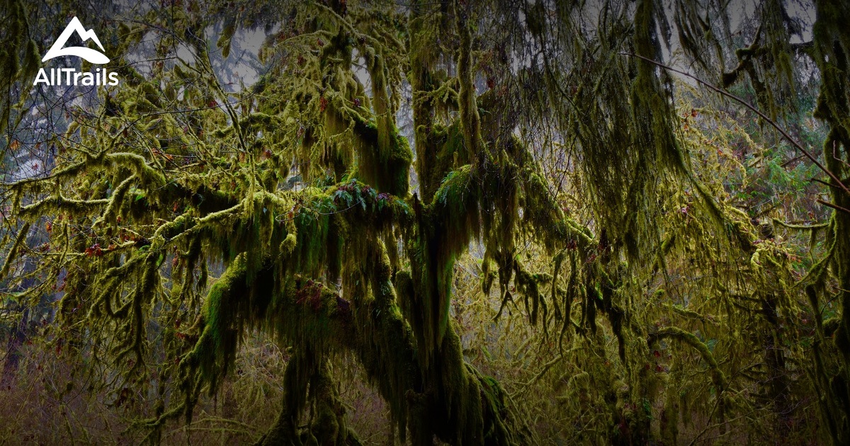 Best Trails near Forks, Washington | AllTrails.com
