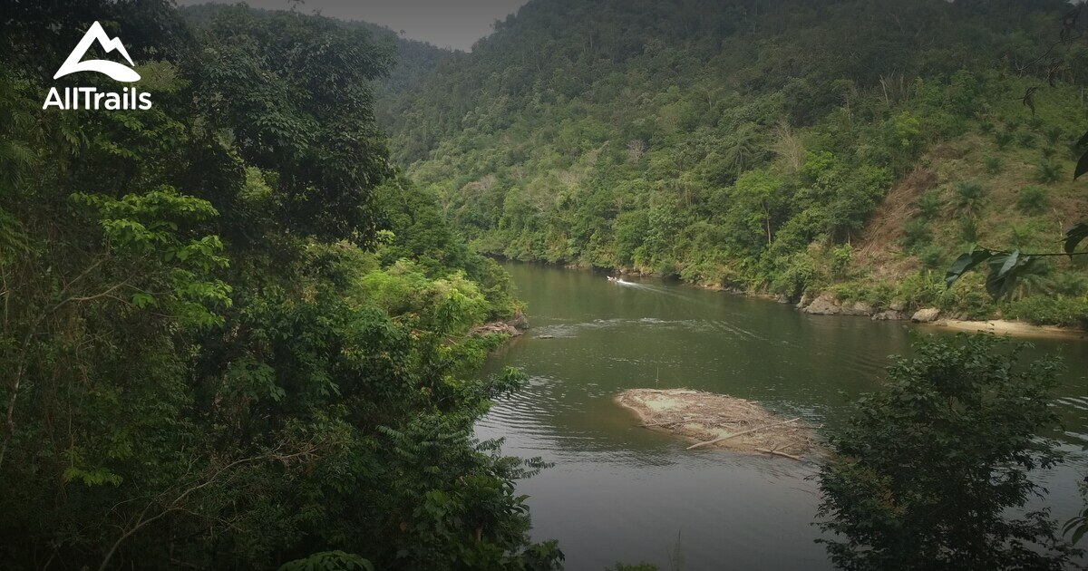 Best forest trails in Riau | AllTrails