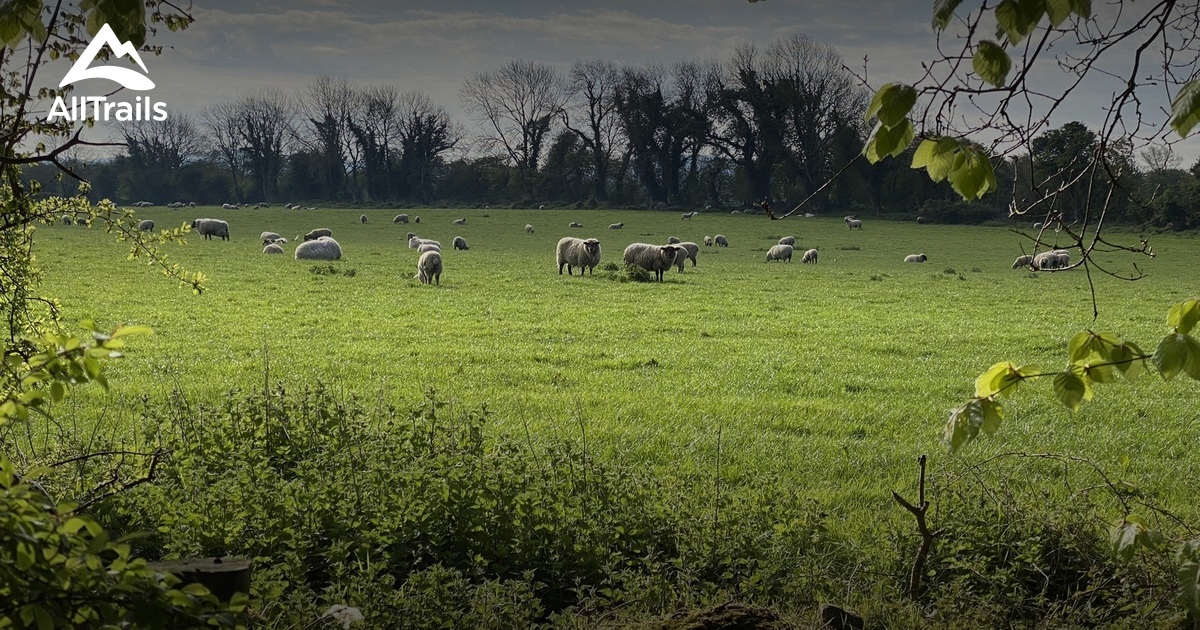 10 Best forest trails in County Kildare | AllTrails