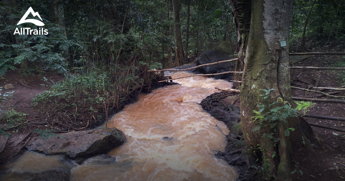 Best 10 Forest Trails in Nairobi | AllTrails
