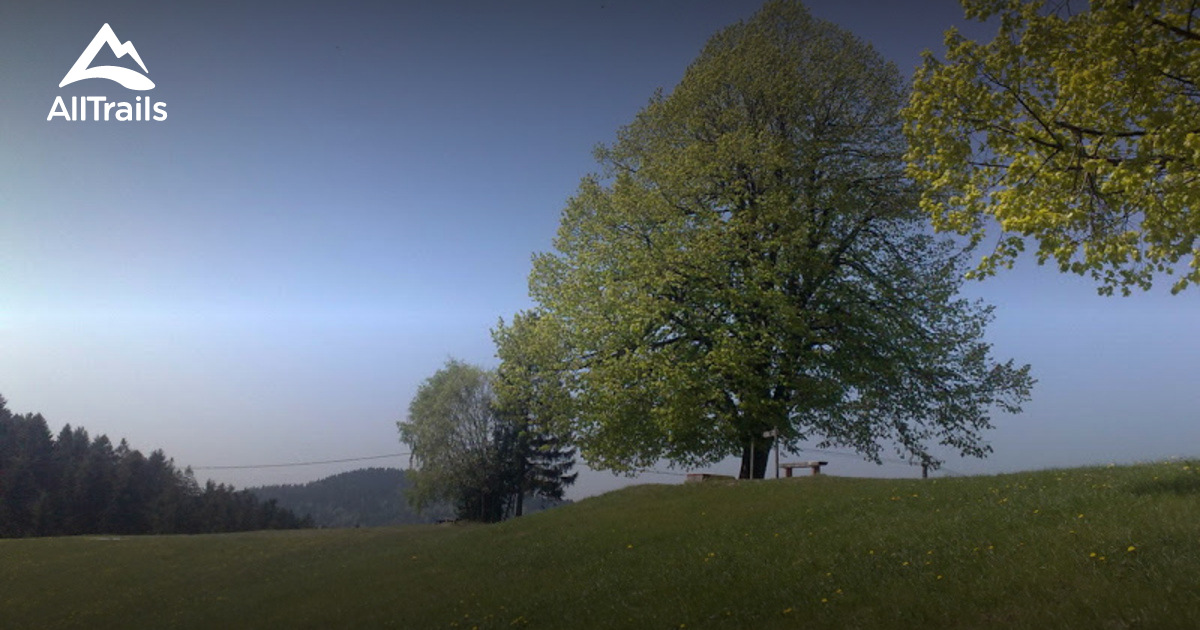 Best forest trails in Ig | AllTrails