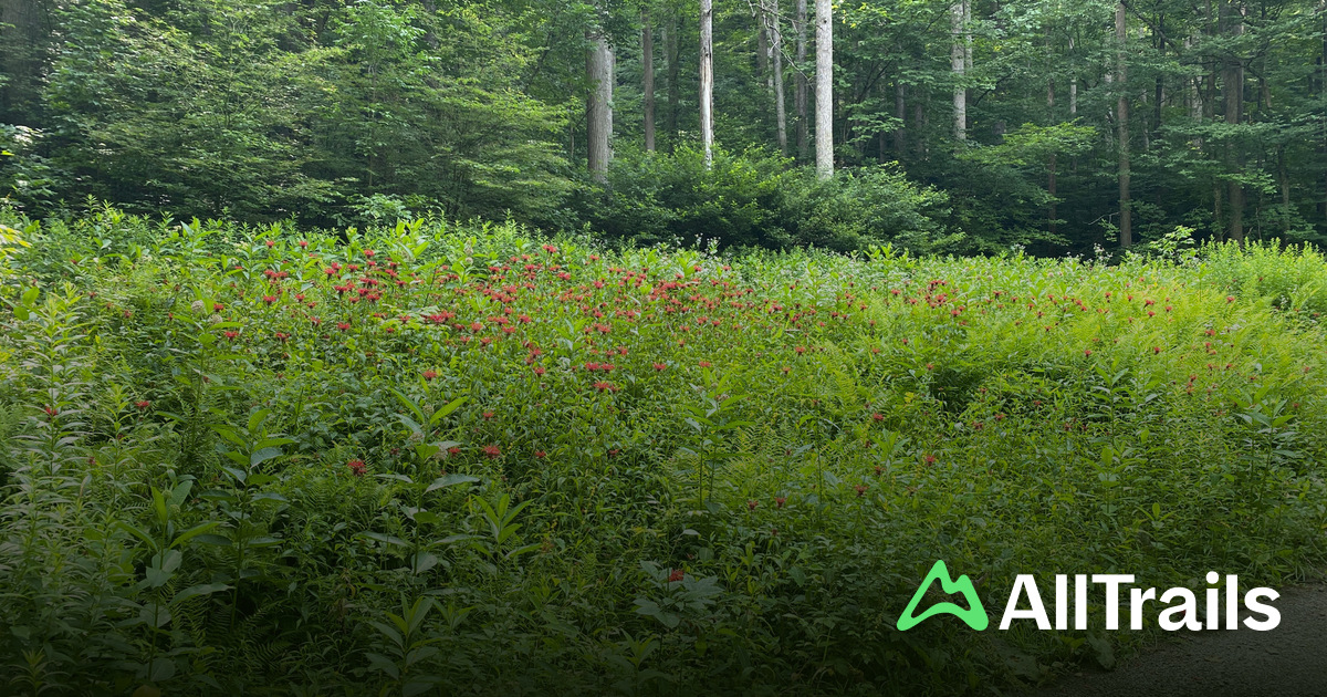 Cranberry Campground - hikes and trails to get you there | AllTrails