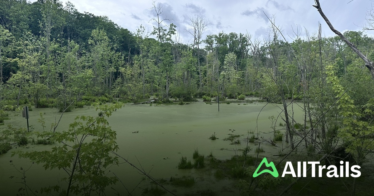 Swamp Pier Overlook - hikes and trails to get you there | AllTrails