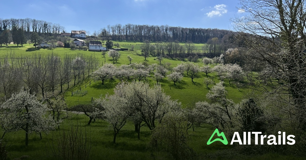 Château du Landskron - hikes and trails to get you there | AllTrails