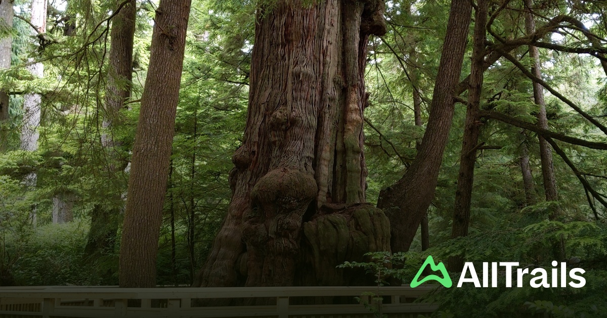De beste stiene i nærheten av Largest cedar tree in Oregon | AllTrails