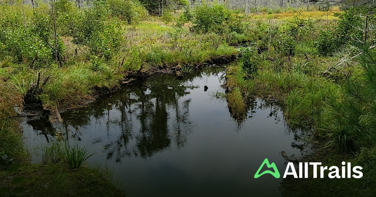 Pallette Lake - hikes and trails to get you there | AllTrails