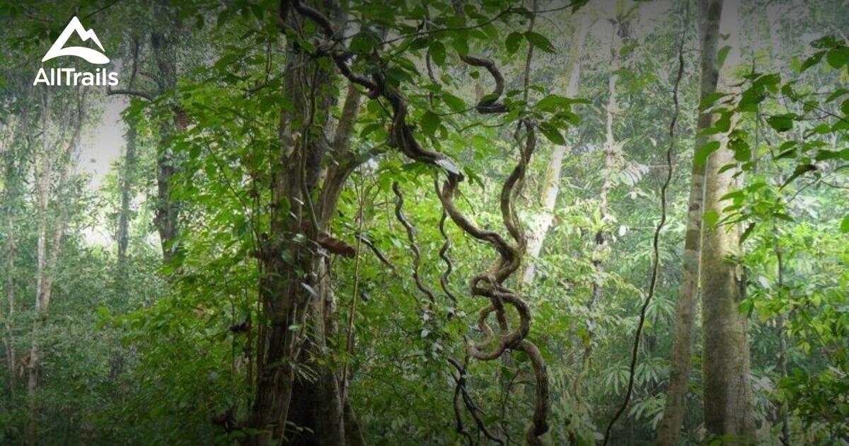 Gunung Subis - hikes and trails to get you there | AllTrails