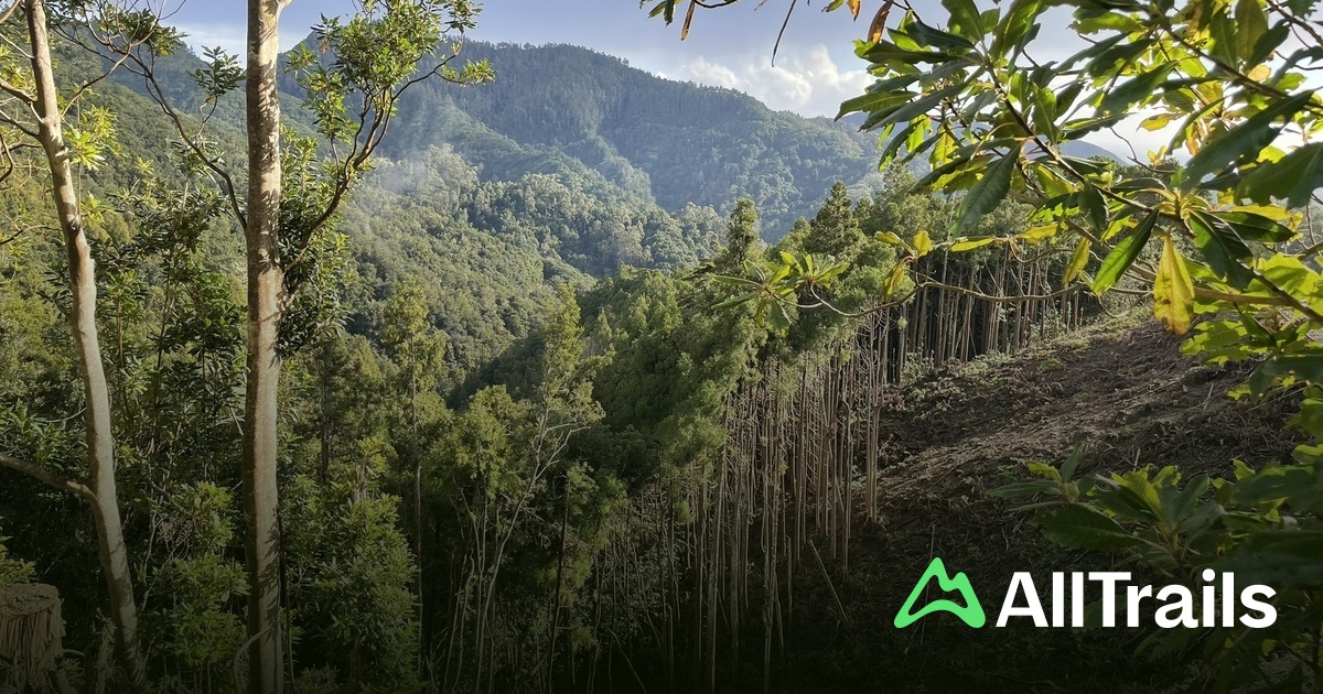 Best trails near Madre da Levada do Caniçal | AllTrails