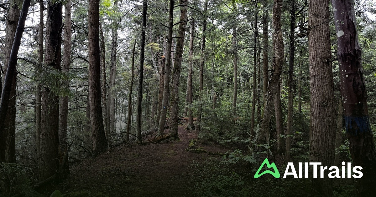 Little Brevort Lake-South State Forest Campground - hikes and trails to ...