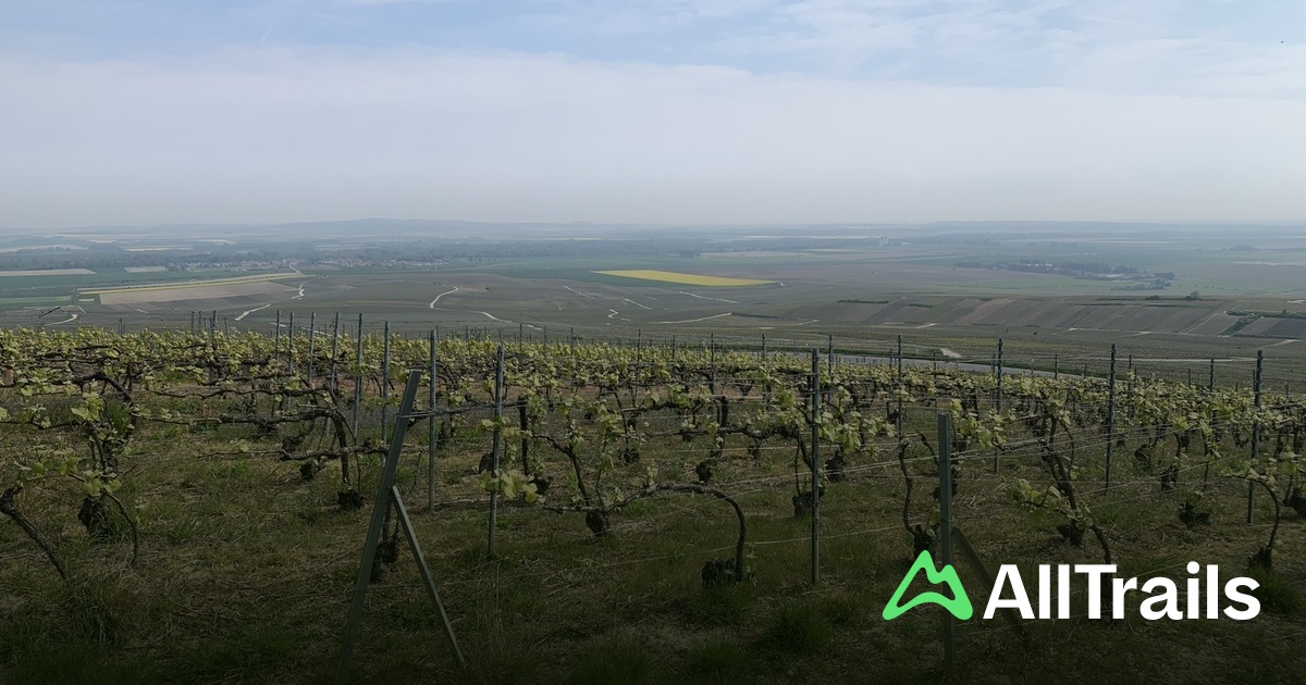 Cathédrale de Reims - hikes and trails to get you there | AllTrails