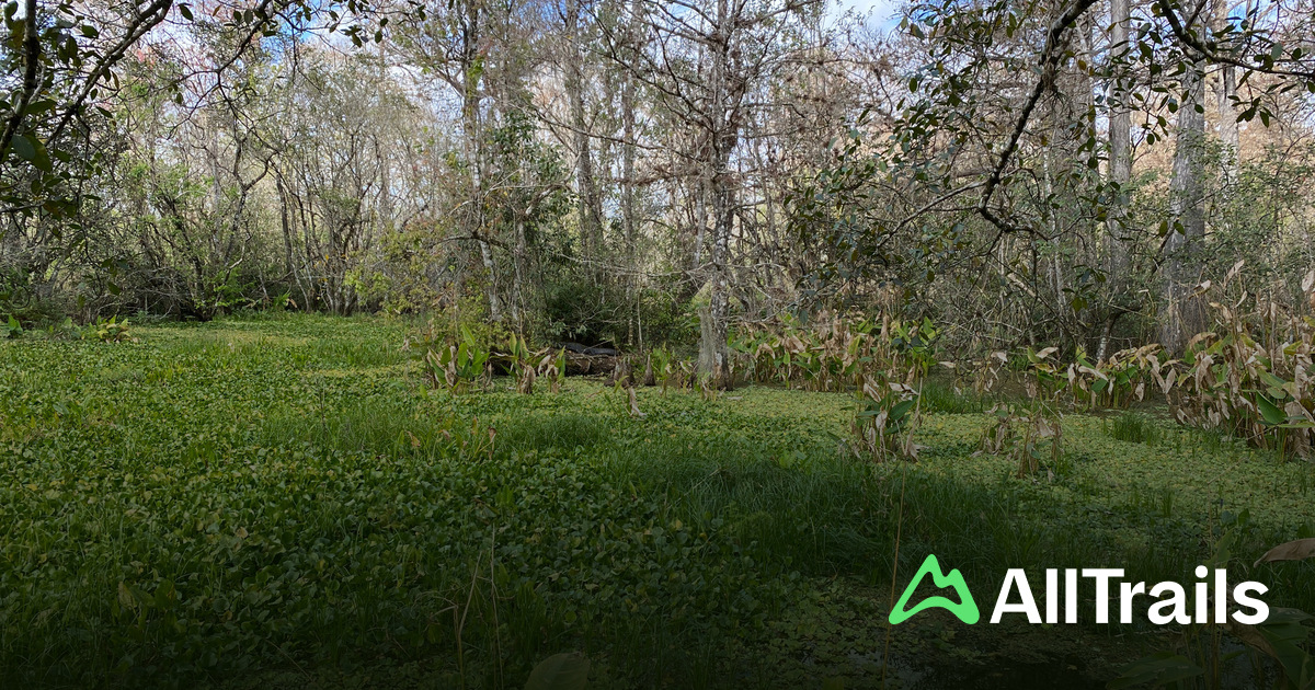 I migliori sentieri vicino a Marsh Observation Tower | AllTrails