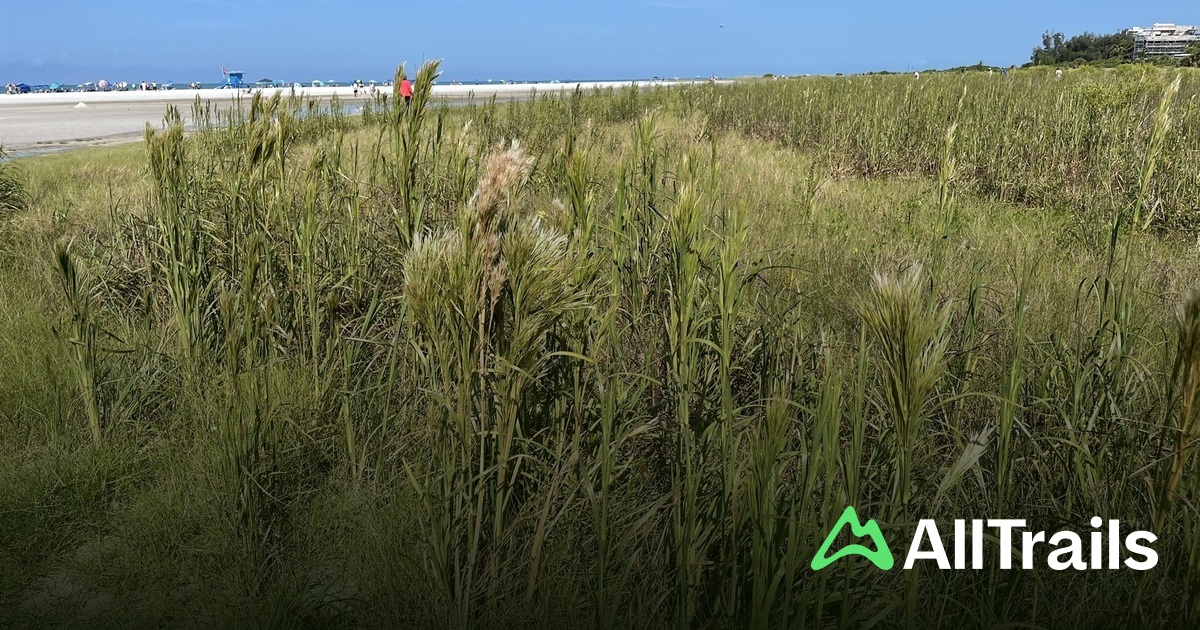 Siesta Beach - hikes and trails to get you there | AllTrails