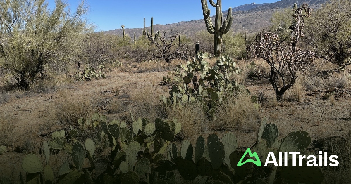 Los mejores senderos cerca de Rincon Mountains Overlook | AllTrails