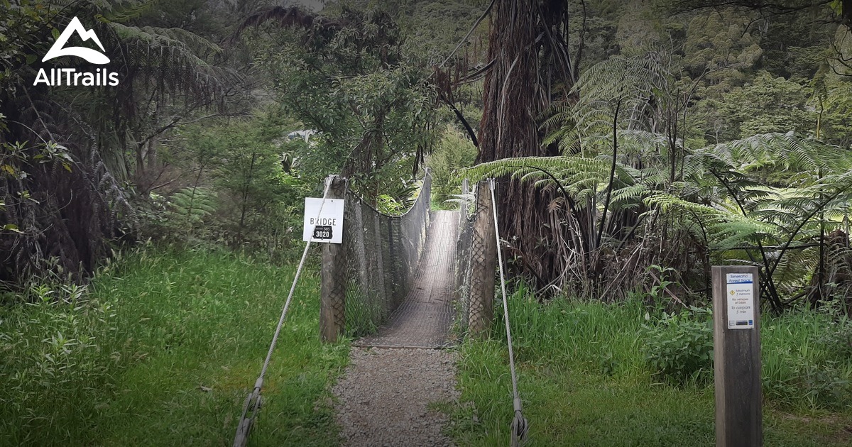 First Tanekaha Waterfall - hikes and trails to get you there | AllTrails