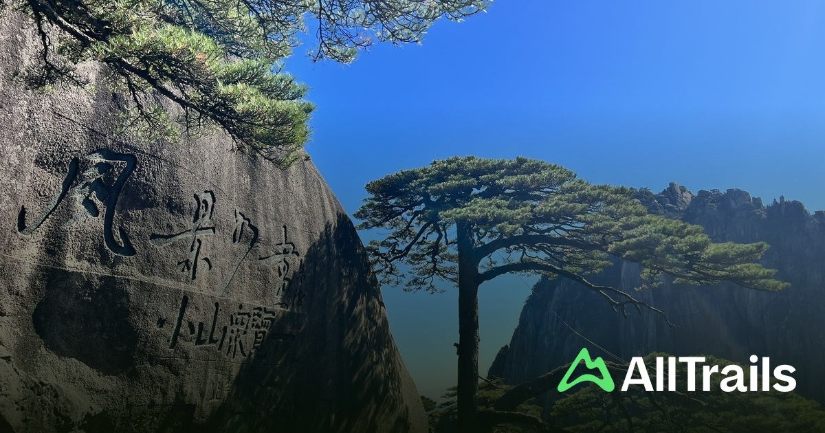 Black Tiger Pine - hikes and trails to get you there | AllTrails
