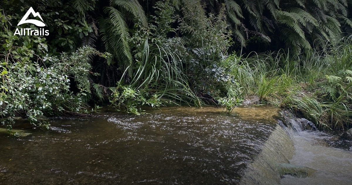 Pukeiti - hikes and trails to get you there | AllTrails