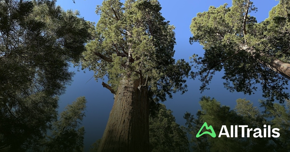 General Sherman Tree - hikes and trails to get you there | AllTrails