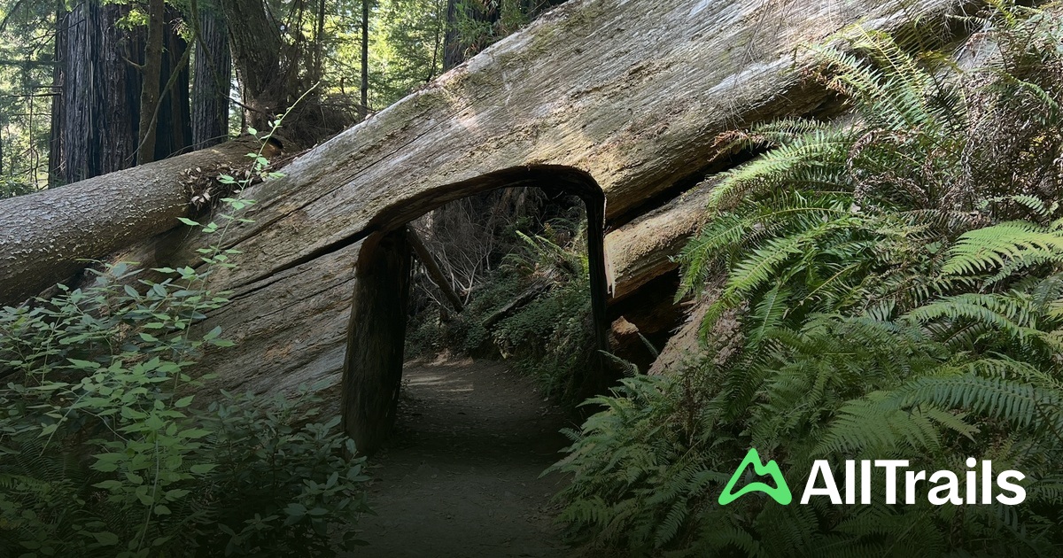 Redwood Creek - hikes and trails to get you there | AllTrails