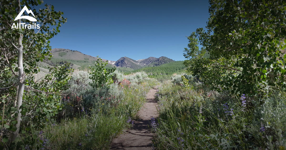 Arc Dome - hikes and trails to get you there | AllTrails