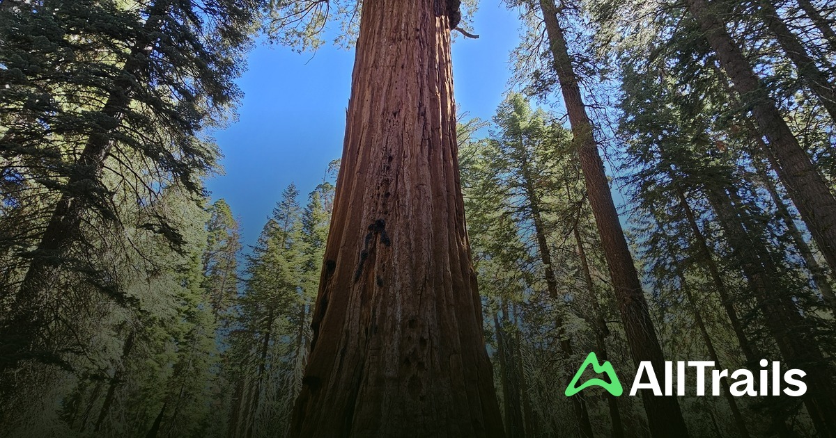 Sentinel Tree - hikes and trails to get you there | AllTrails
