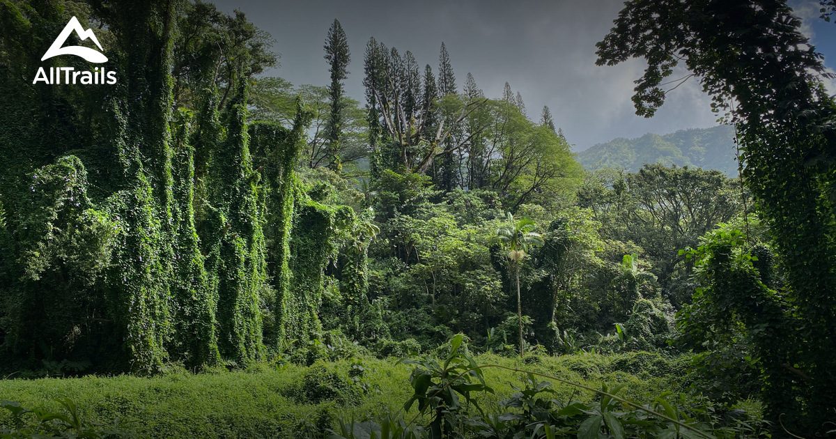 Manoa Falls - hikes and trails to get you there | AllTrails