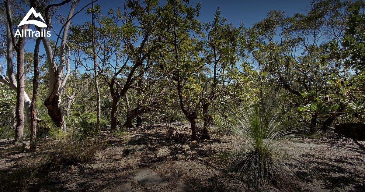 Tree Fern Gully Falls - hikes and trails to get you there | AllTrails