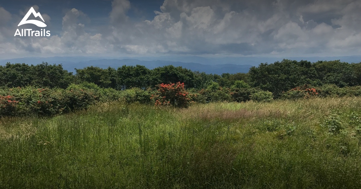 Gregory Bald - hikes and trails to get you there | AllTrails