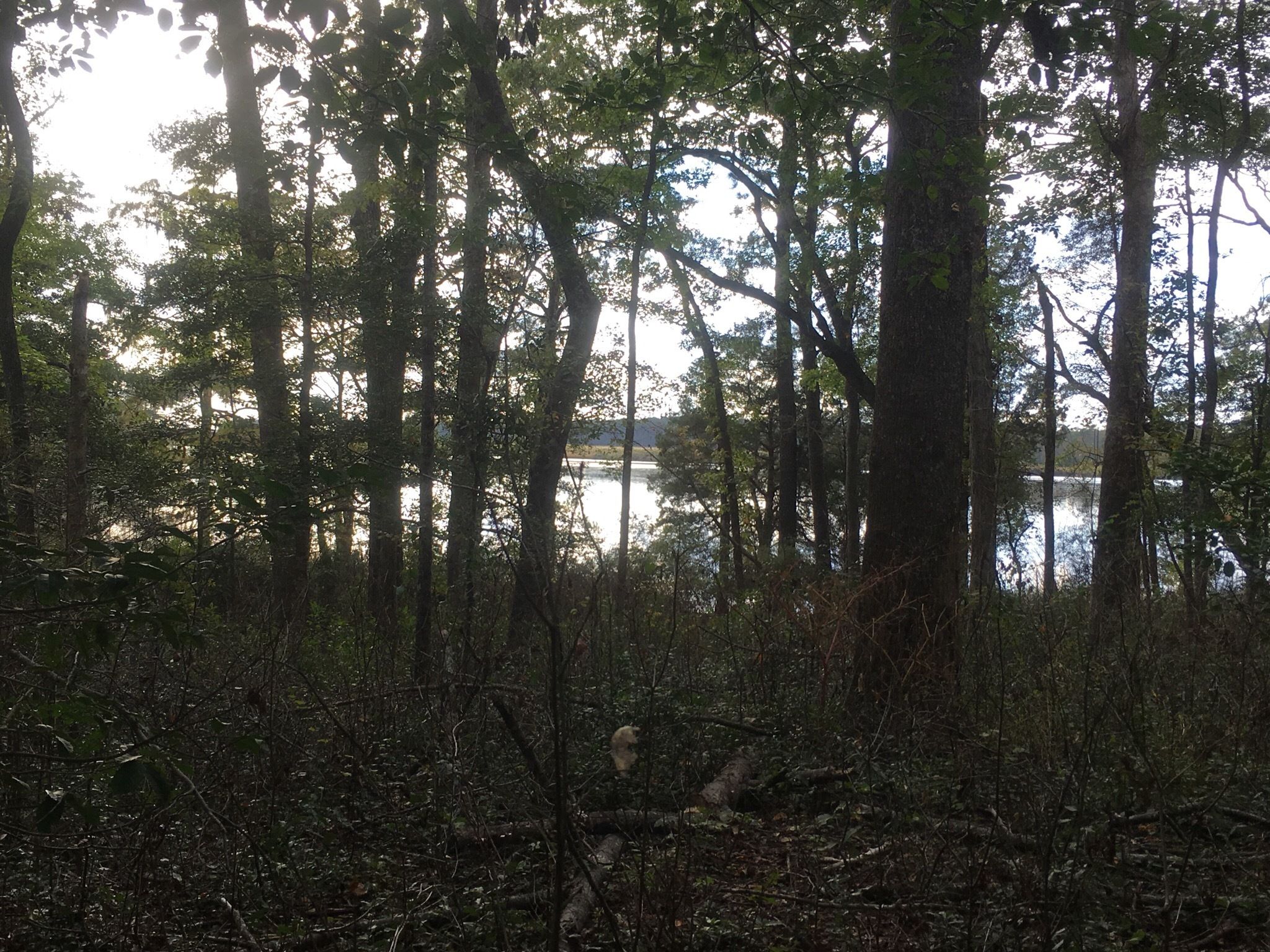 Neusiok Trail Northern Half - North Carolina | AllTrails