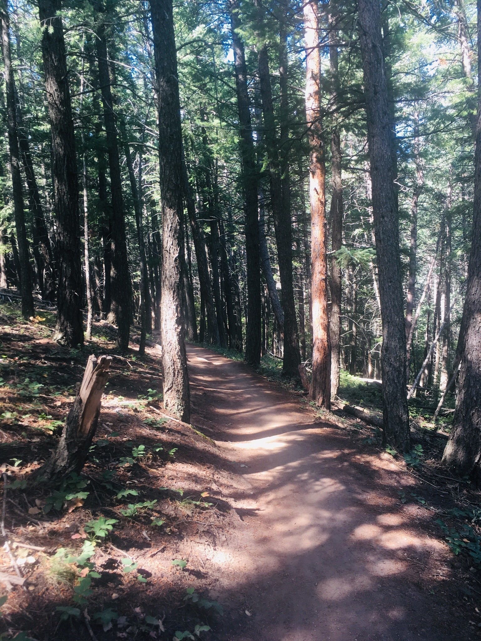 Apex and Enchanted Forest Trail Loop - Colorado | AllTrails