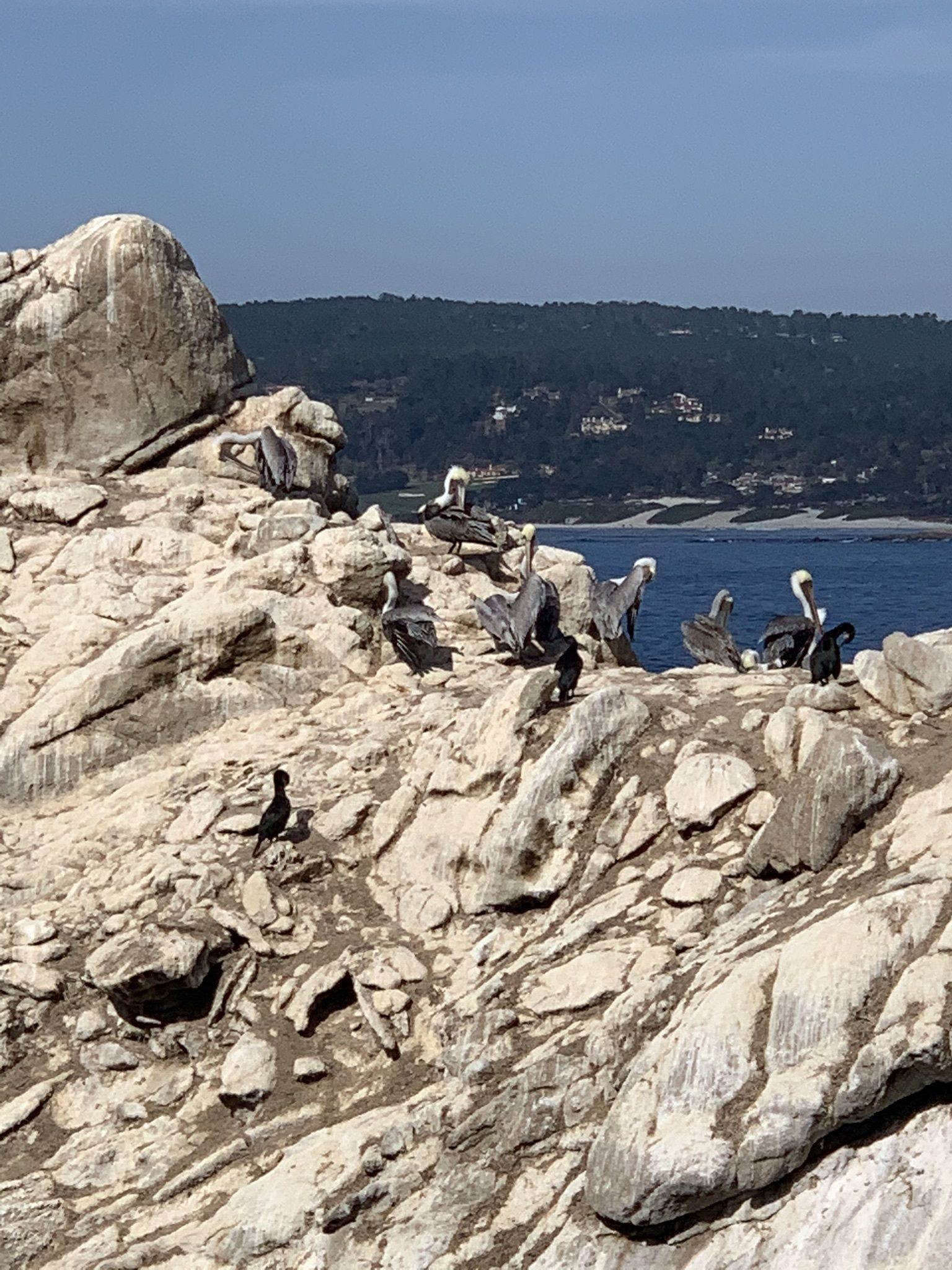 Point Lobos Loop Trail - California | AllTrails