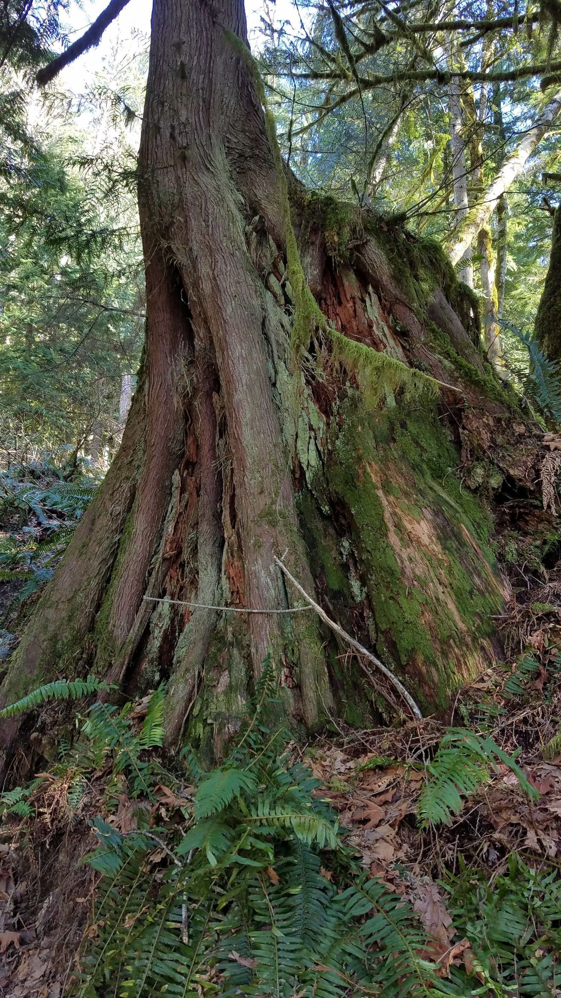 Heybrook Lookout Trail - Washington | AllTrails