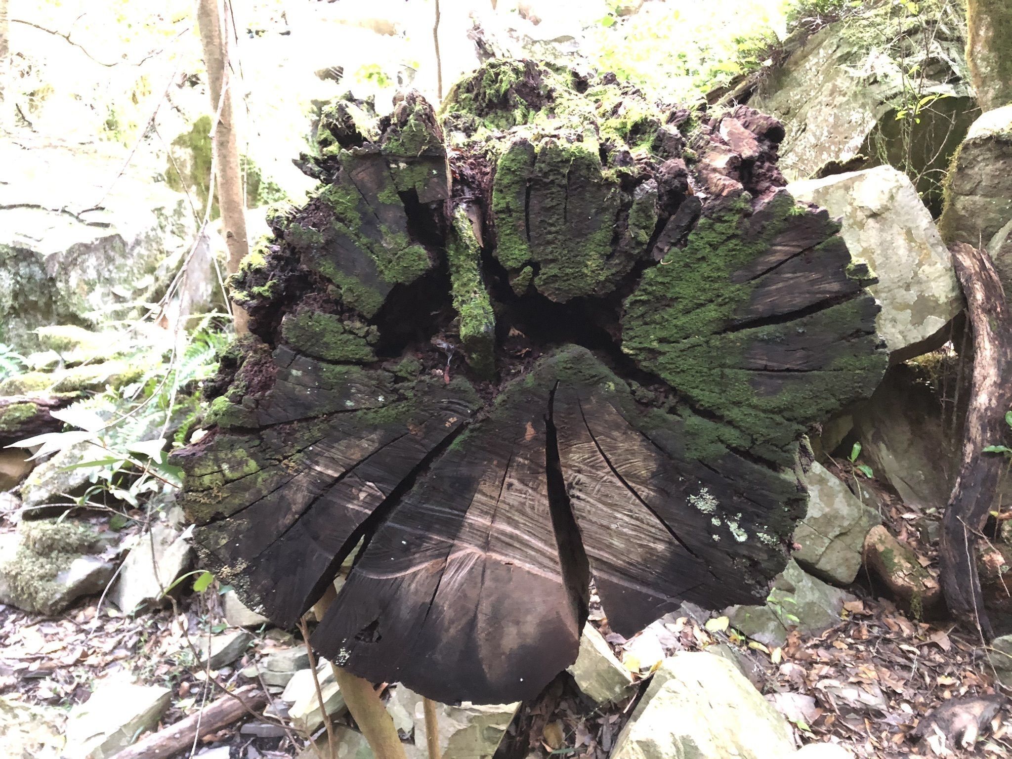 Den of Nargun via Mitchell River Track - Victoria, Australia | AllTrails
