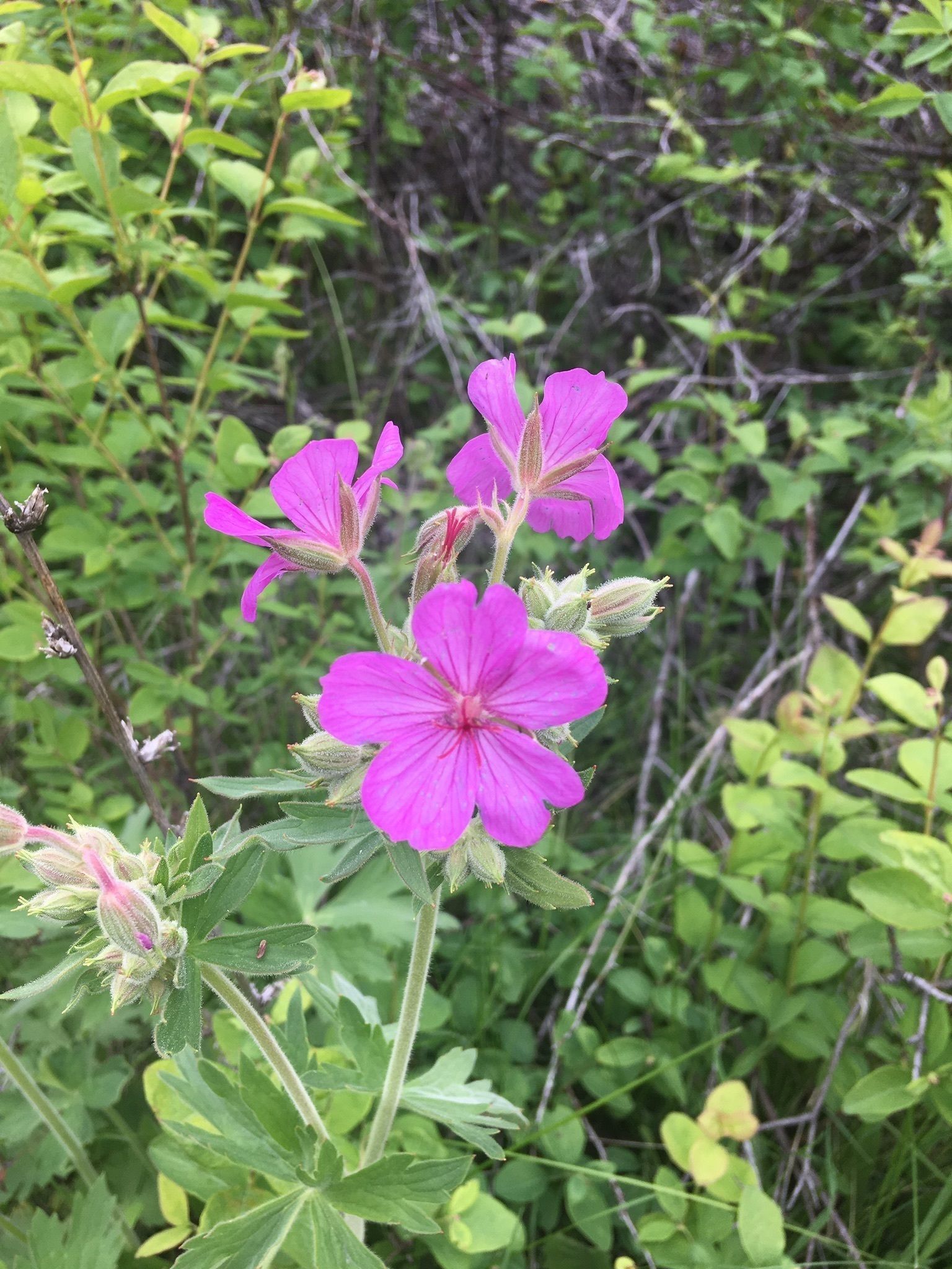 Red Bird Trail - Idaho | AllTrails