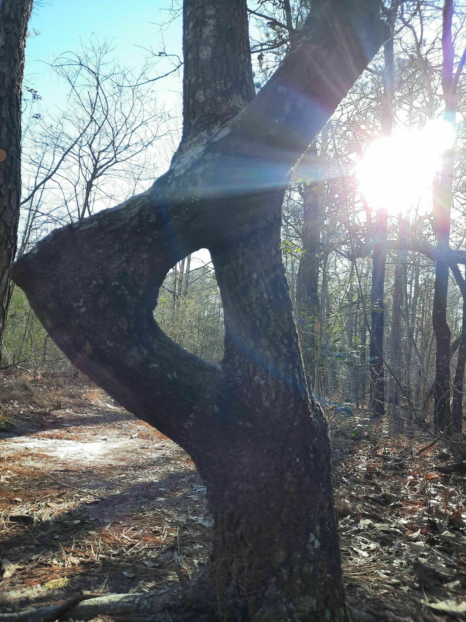 Anderson Creek Loop - North Carolina | AllTrails